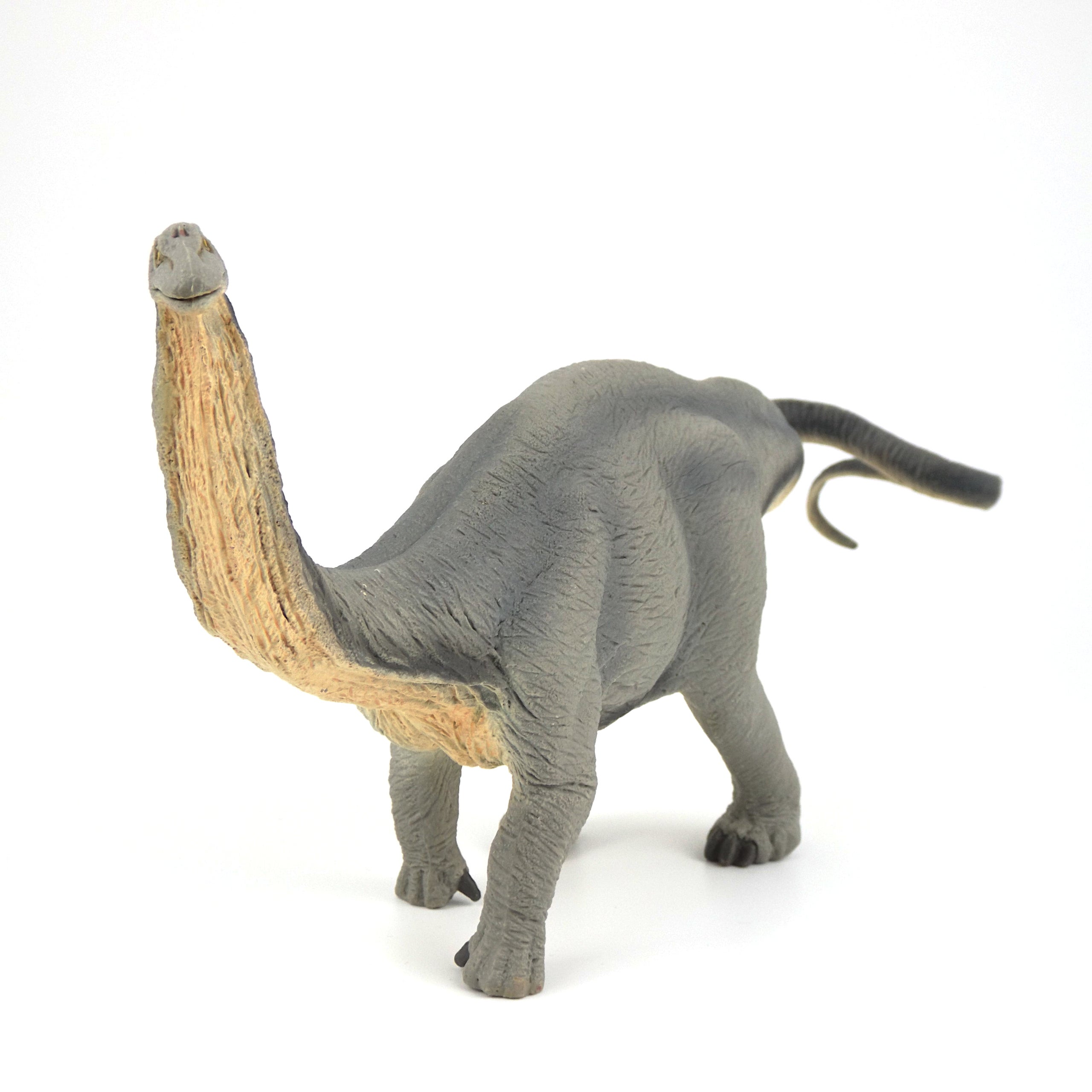 Apatosaurus | Tellus Science Museum Store